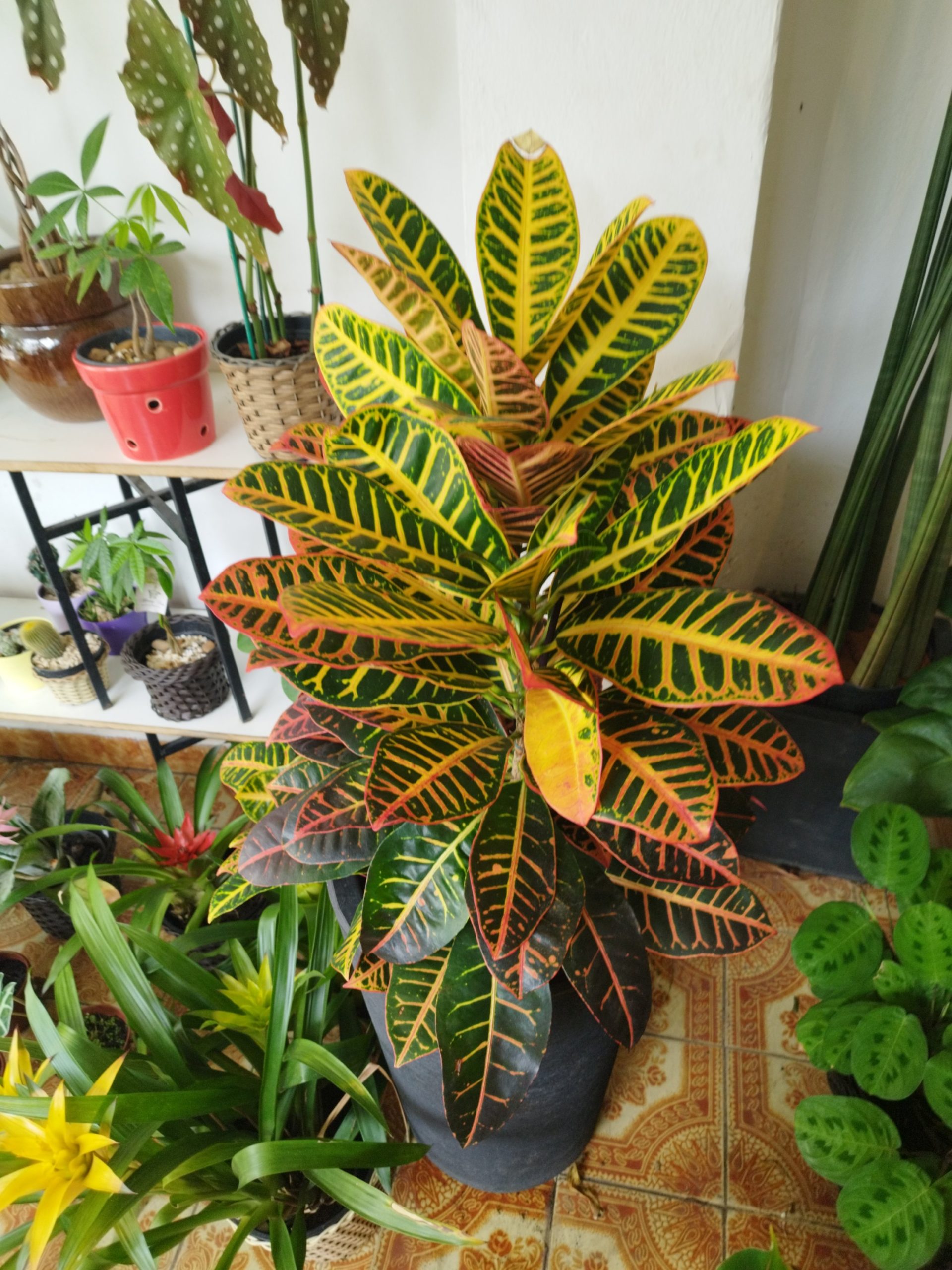 Croton Petra – Luna Flores – Floricultura Vila Mariana SP